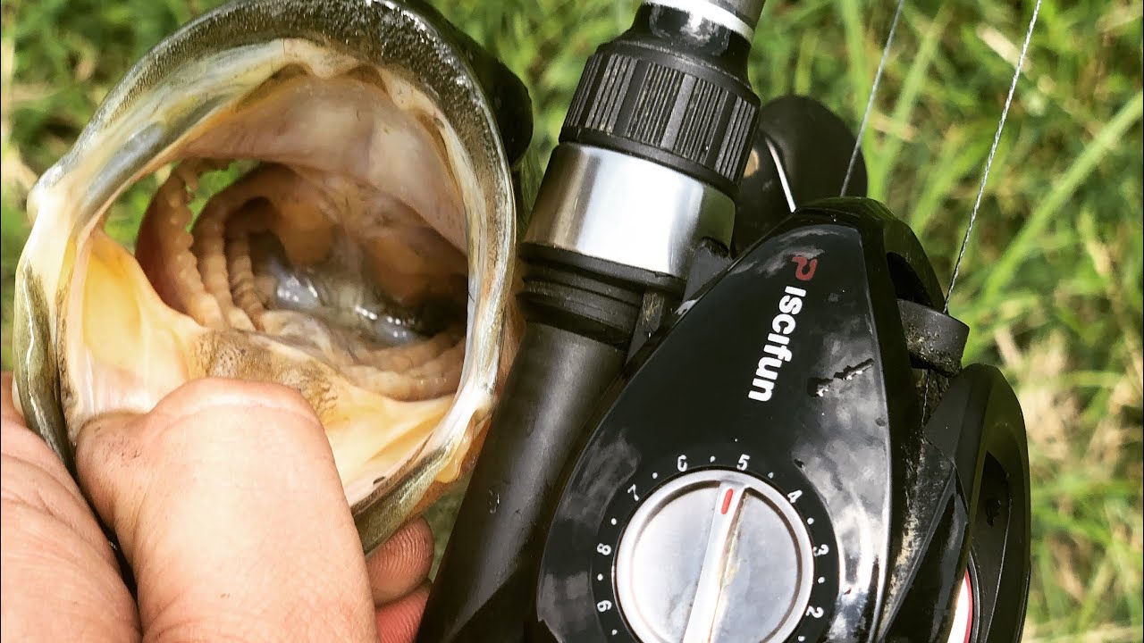 THE FISH ARE SCREAMING AT YA! - TMVF Tips for Largemouth Bass in Small ...