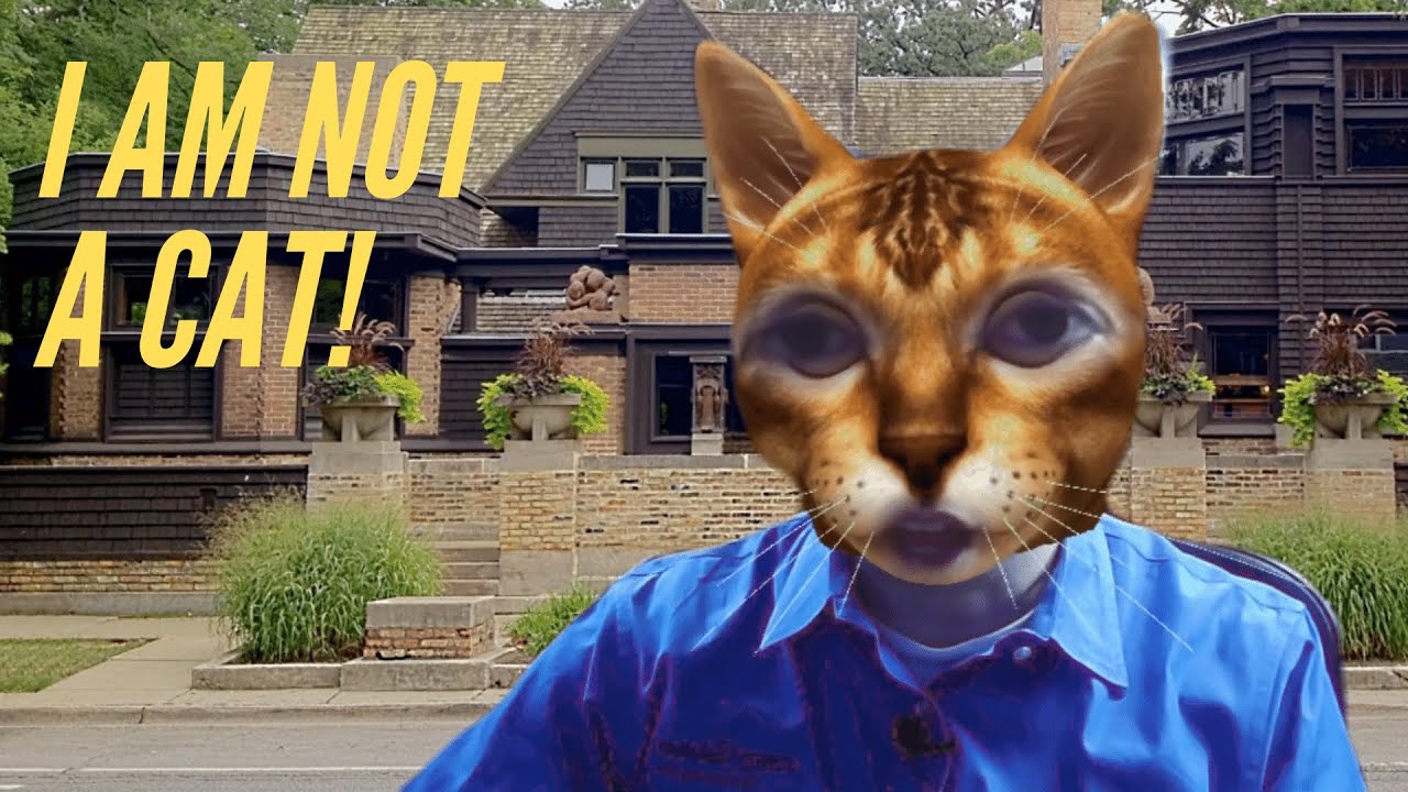 I m Not A Cat How To Turn Off Zoom Filters YouTube I m Not A Cat How To Turn Off Zoom Filters YouTube