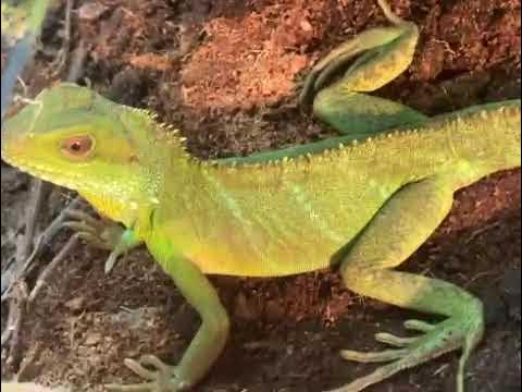 My pet Dragon's - YouTube
