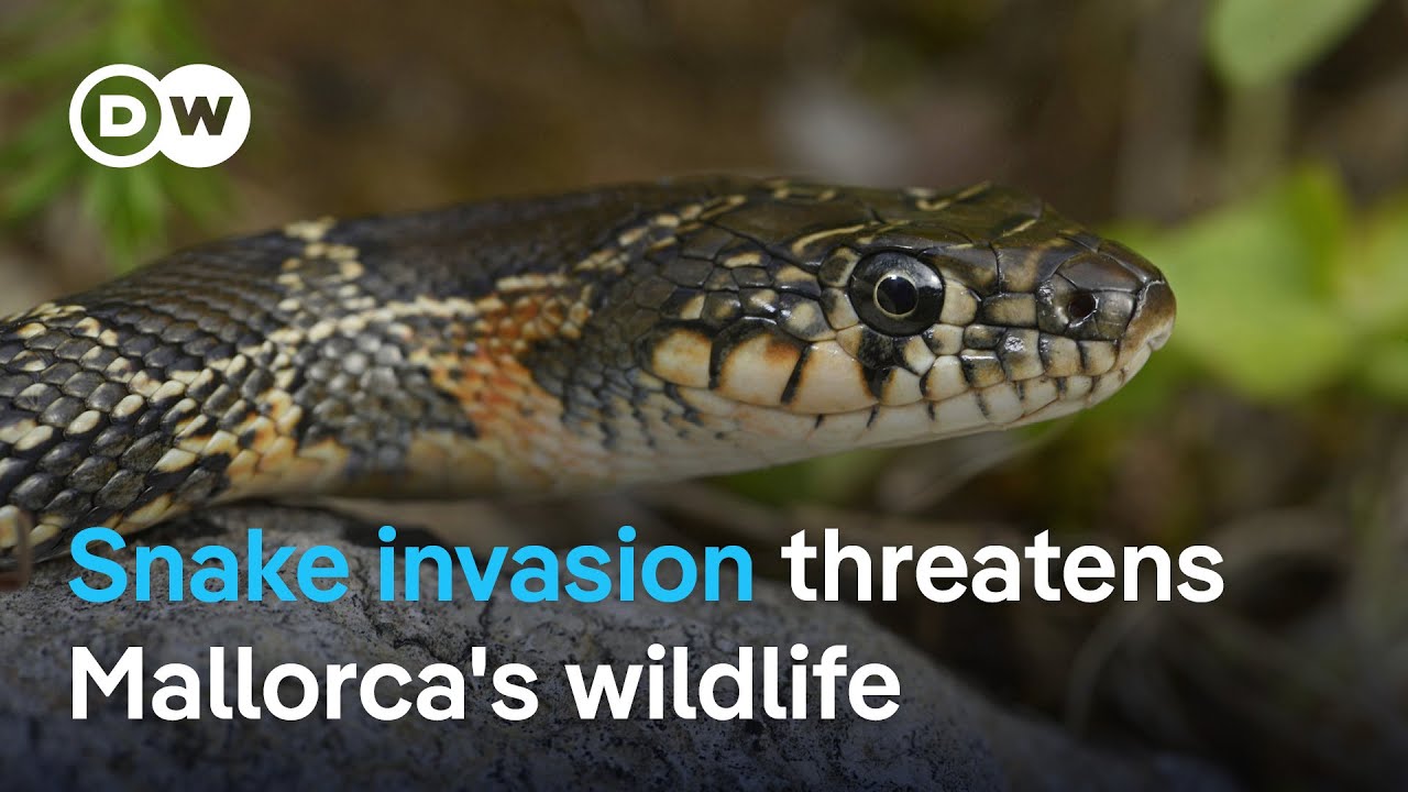 Scientists and farmers are alarmed: Snake invasion on Mallorca | Focus ...