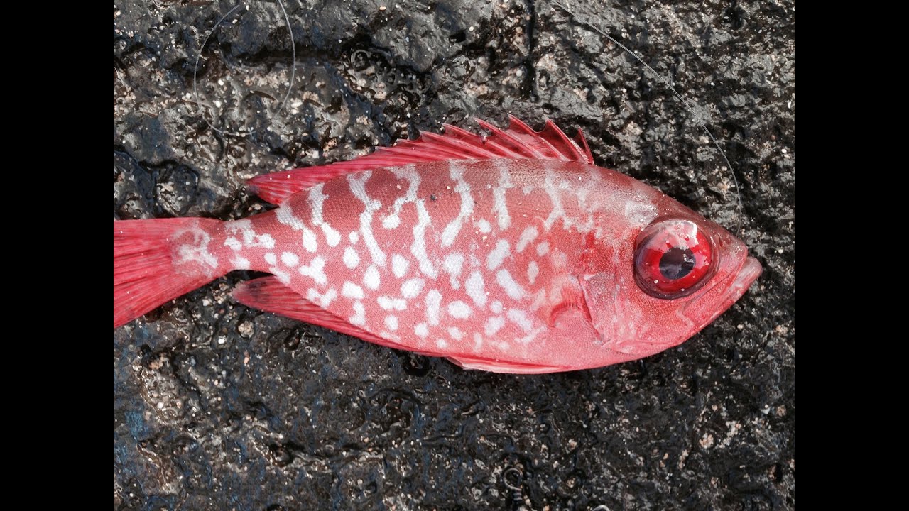 AWEOWEO "BIGEYE" FISH 1,000's IN MASS NIGHT MIGRATION! - YouTube