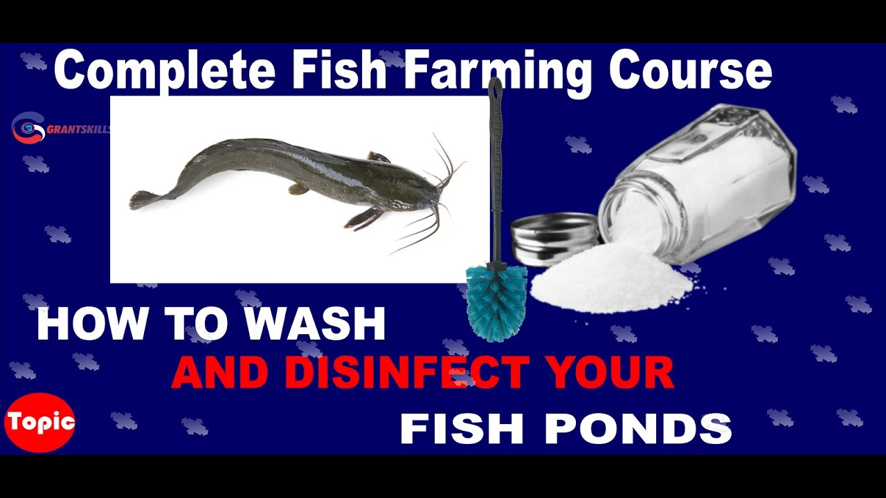 How to wash and disinfect fish pond | Complete fish farming course ...