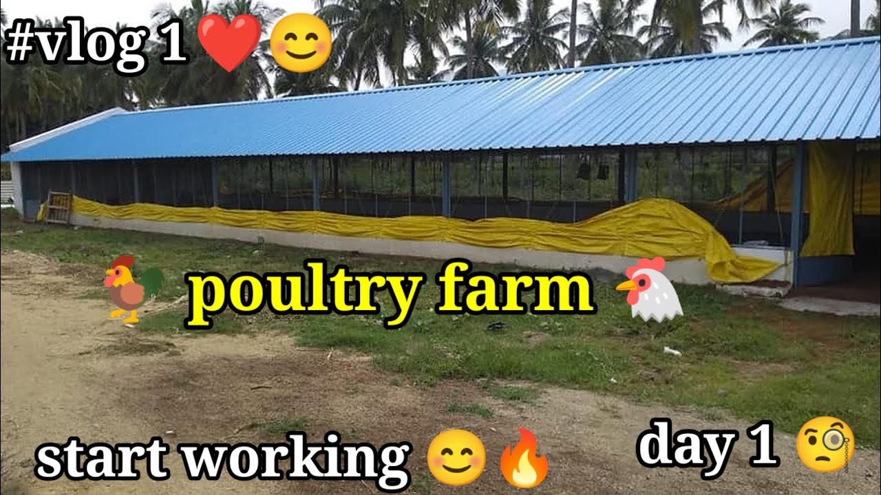 Day 1 opening of chickens in my poultry form , poultry farming - YouTube