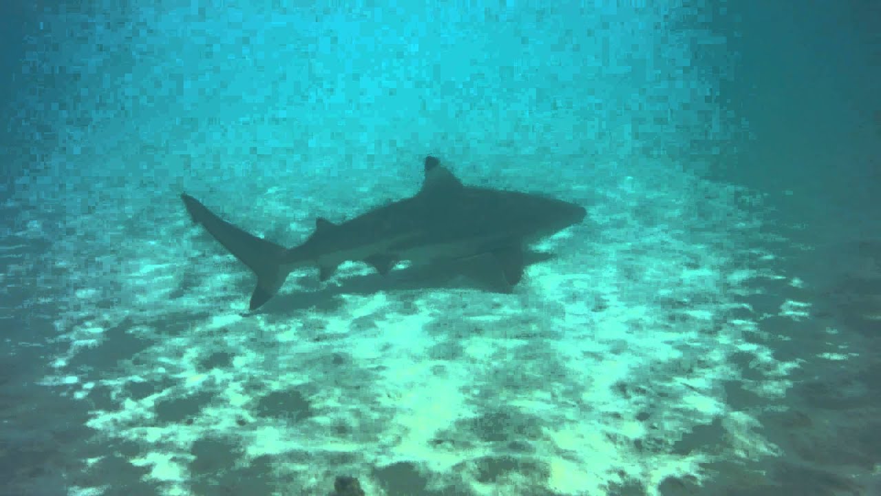 Grande squalo pinna nera del reef - YouTube