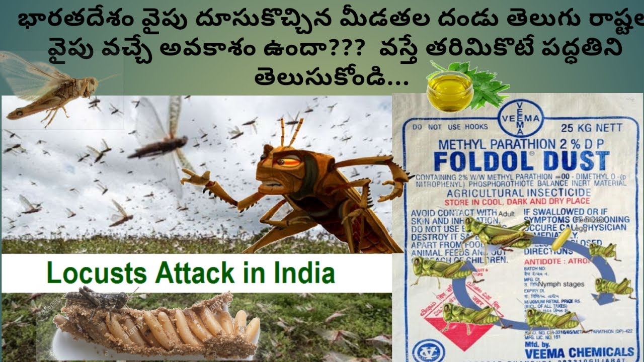 Locust Attack in india 2020 in telugu ll Telugu states ready to face ...