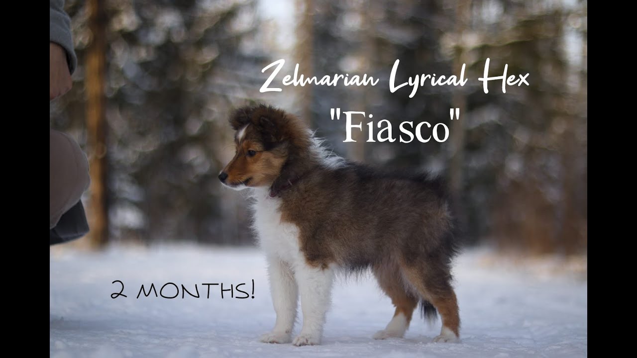 Puppy tricks & fun | Fiasco 2 months ️ - YouTube
