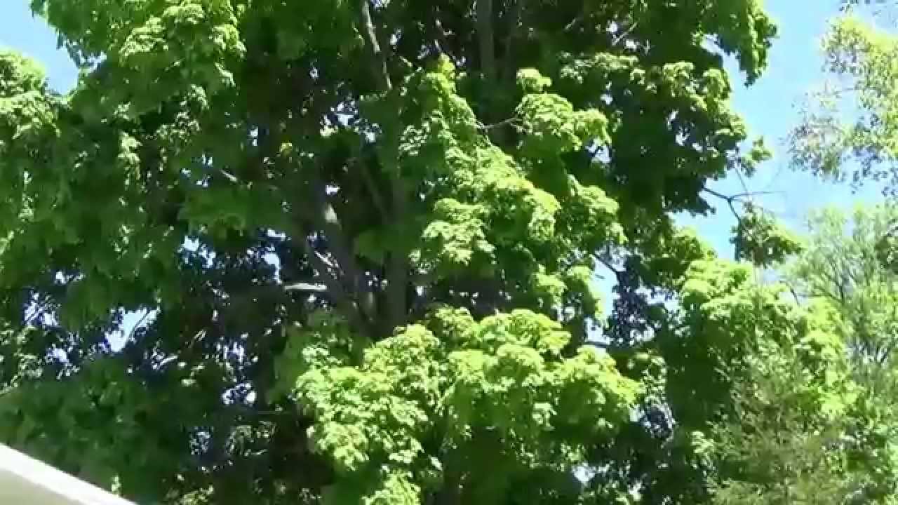 100 year old maple tree - YouTube