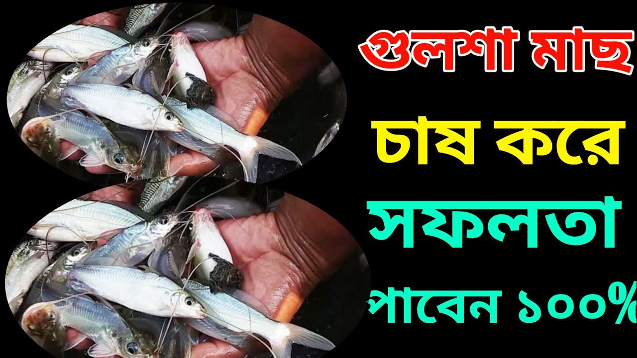 Gulsha fish বায়োফ্লকে চাষ করুন গুলশা মাছের পোনা। 01728202429 - YouTube