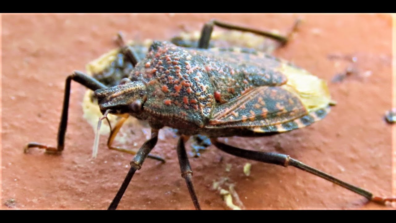 Apodiphus amygdali Greece by Theo - YouTube