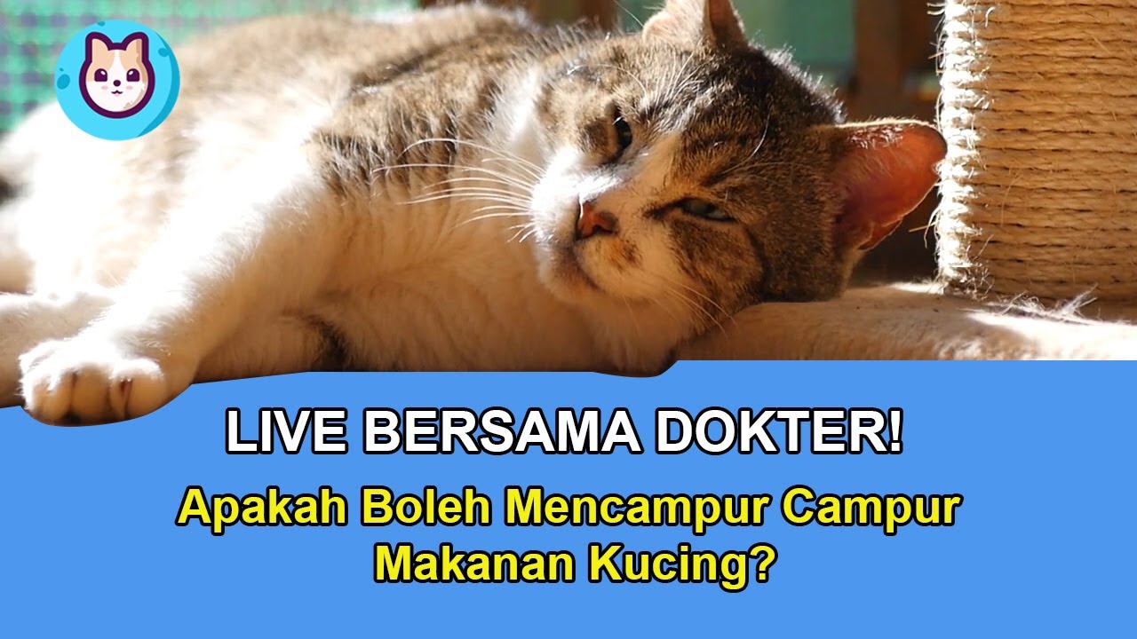 Bahaya Malnutrisi Dan Overnutrisi Pada Kucing! - YouTube