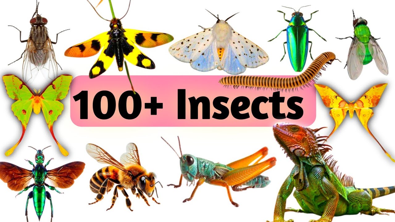 Learn insects names and sounds | insects name in english | insects ...