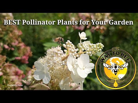What Plants Do The Melipona Bees Pollinate
