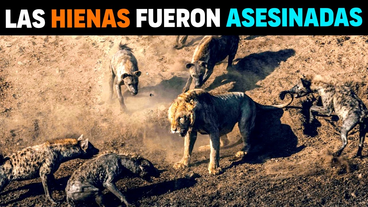 🚨 Ntwadumela, el león MÁS TEMIDO por las HIENAS - YouTube