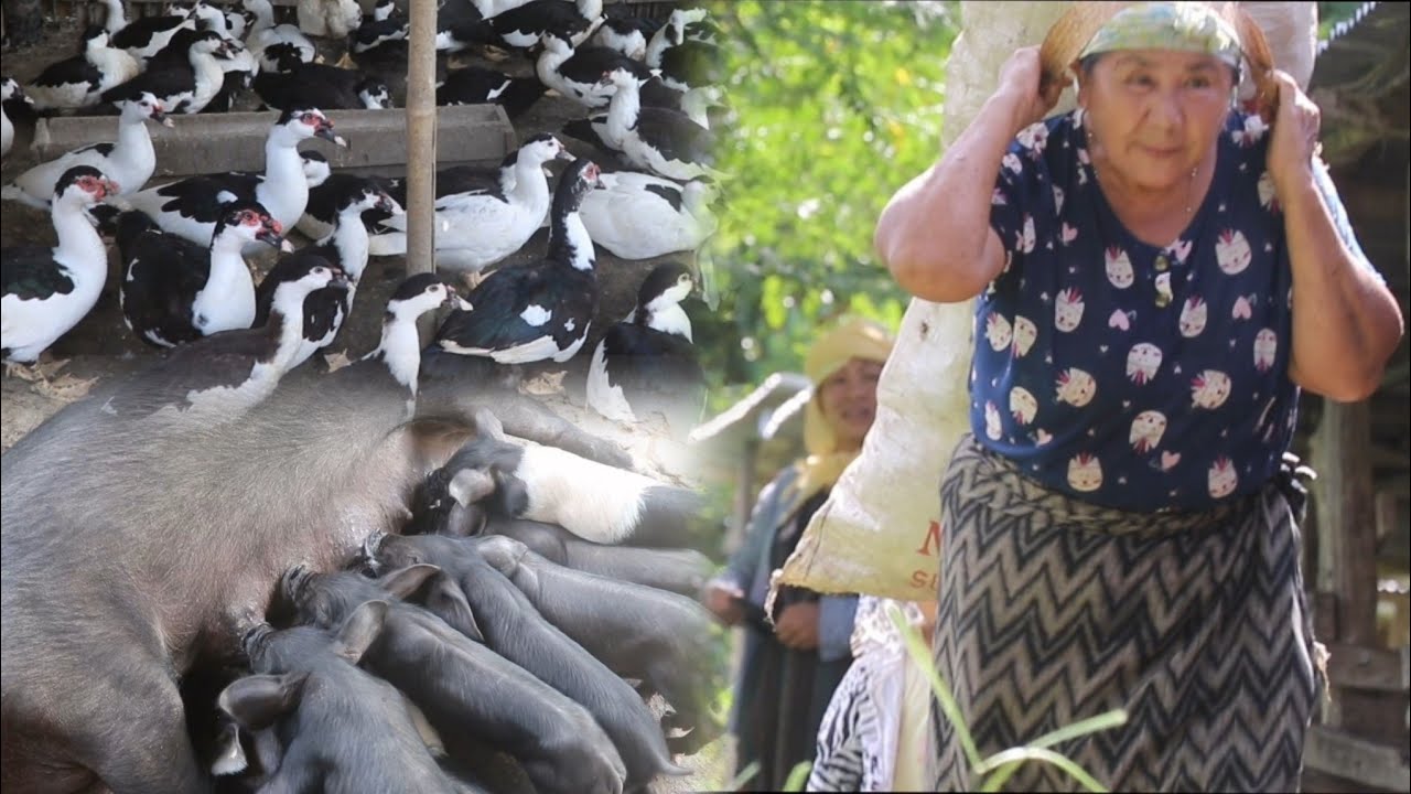 Biggest Organic Piggery Farm In Senapati ENGLISH SUBTITLES VLG 11 biggest-organic-piggery-farm-in-senapati-english-subtitles-vlg-11