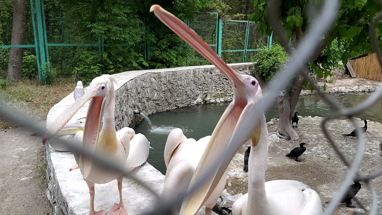 Toshkent Hayvonot Bog'i - YouTube