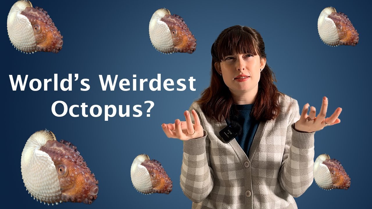 Is this the world's weirdest octopus? - YouTube