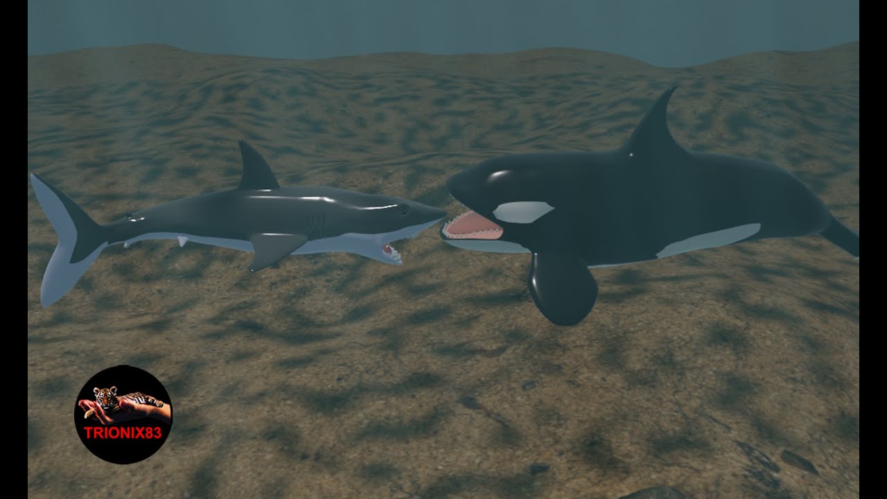 TIBURON BLANCO VS ORCA ¿Quién ganaría en la pelea entre un tiburón ...