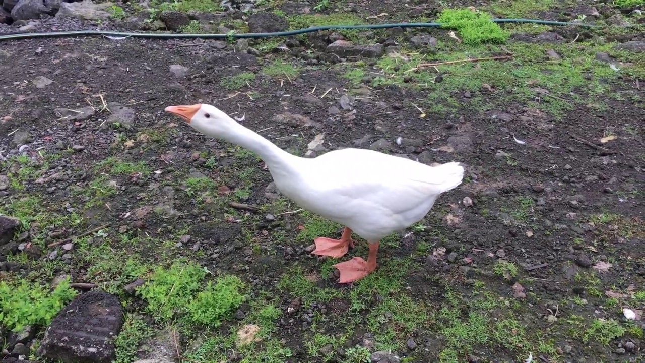 Monster Geese of Puna - YouTube