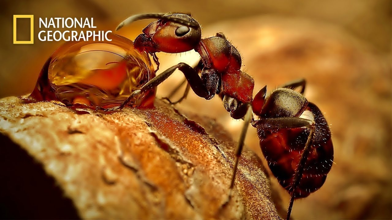 National Geographic 2020 Army Ants Wildlife Documentary - YouTube