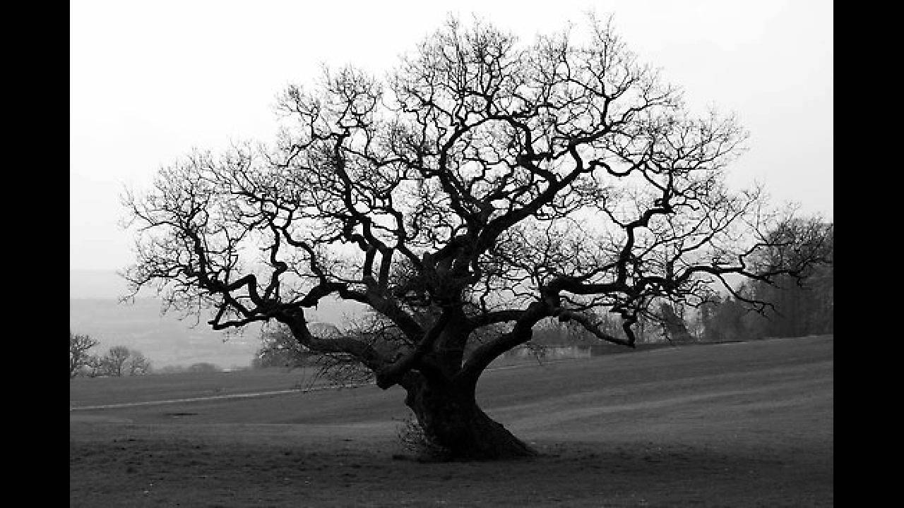 Cilocub - Eyes Around the Shivering Tree - YouTube