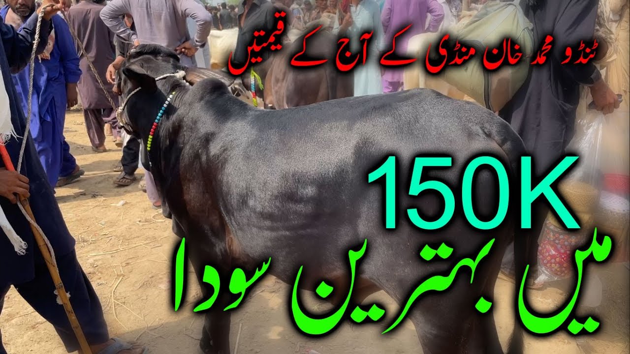 Tando Saindad Cow Mandi Today | Tando Muhammad Khan Cow Mandi | Cattle ...
