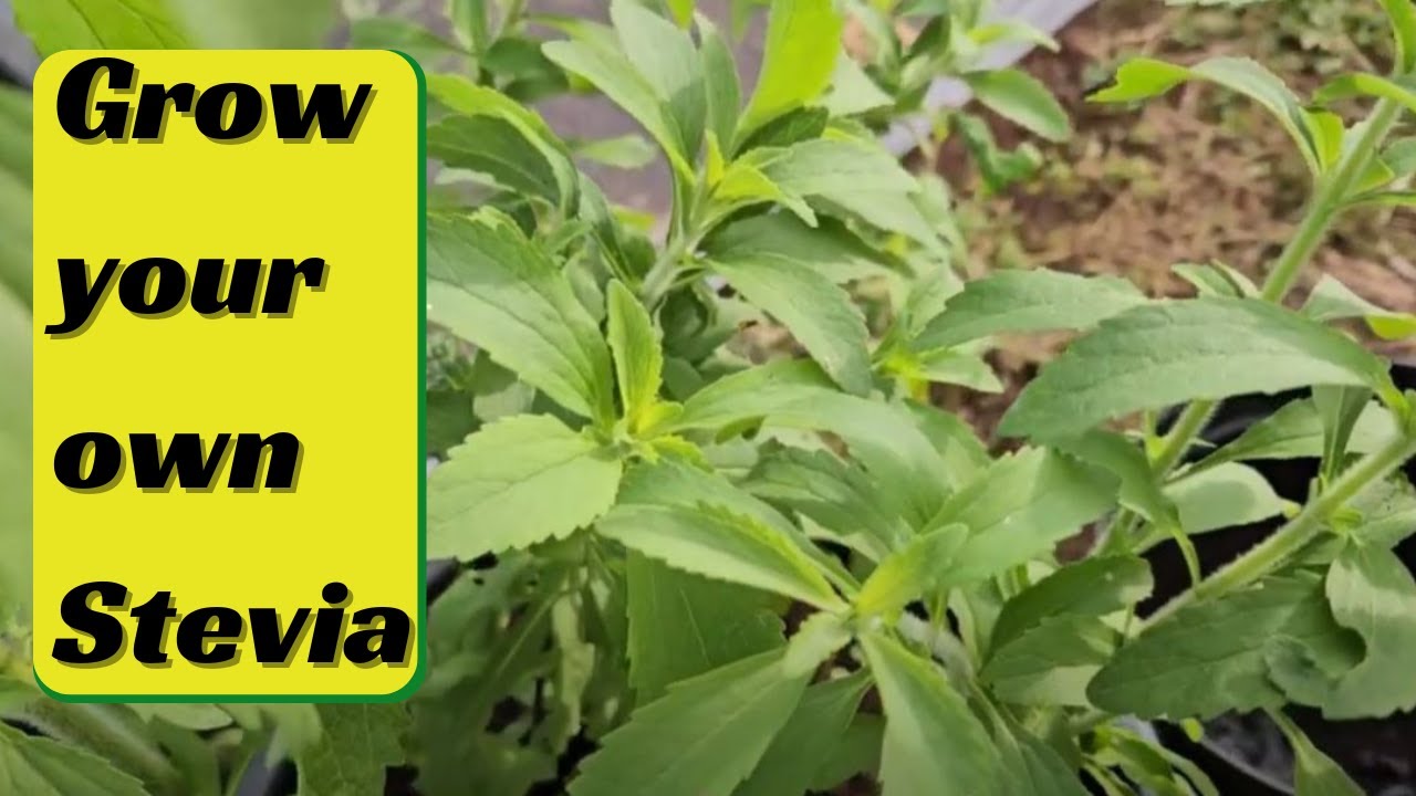 Grow your own Stevia - how to harvest, dry, and store it - YouTube
