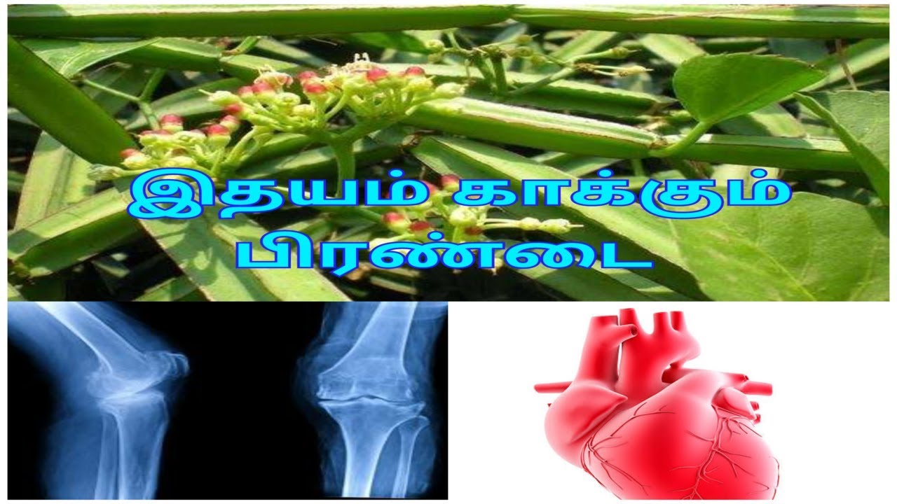 benefits of Pirandai in tamil | பிரண்டையின் மருத்துவ பயன்கள் | pirandai ...