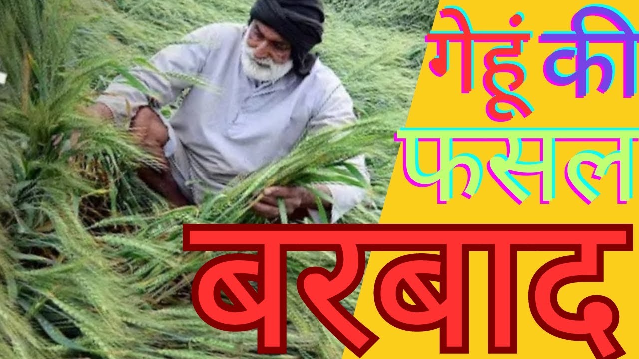 kishan ki fasal barbad😭😭//barsat ka caher2023@Shaanukwalavlogs - YouTube