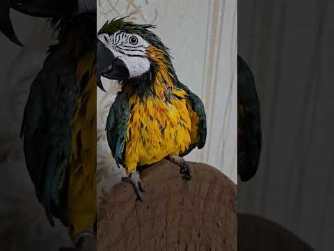 Paşa duşdadı Tutuquşular dünyası #macaw #birds #parrot #animals #cute #pets #talkingparrot #попугай