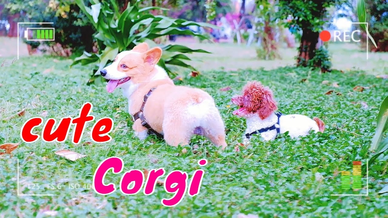 Handsome Corgi Playing With His Friends 7 - Cute Pet Dog Moment | Viral ...