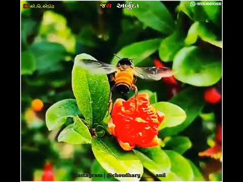 Anar flowering WhatsApp status || Dadam WhatsApp status || Gujarati WhatsApp status