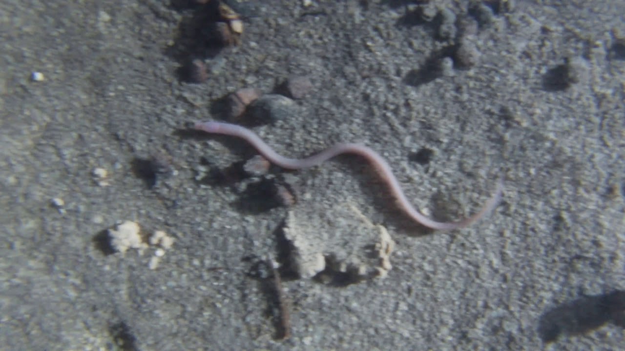 Anguila Ciega (Ophisternon infernale) Blind eel from Yucatan Peninsula ...