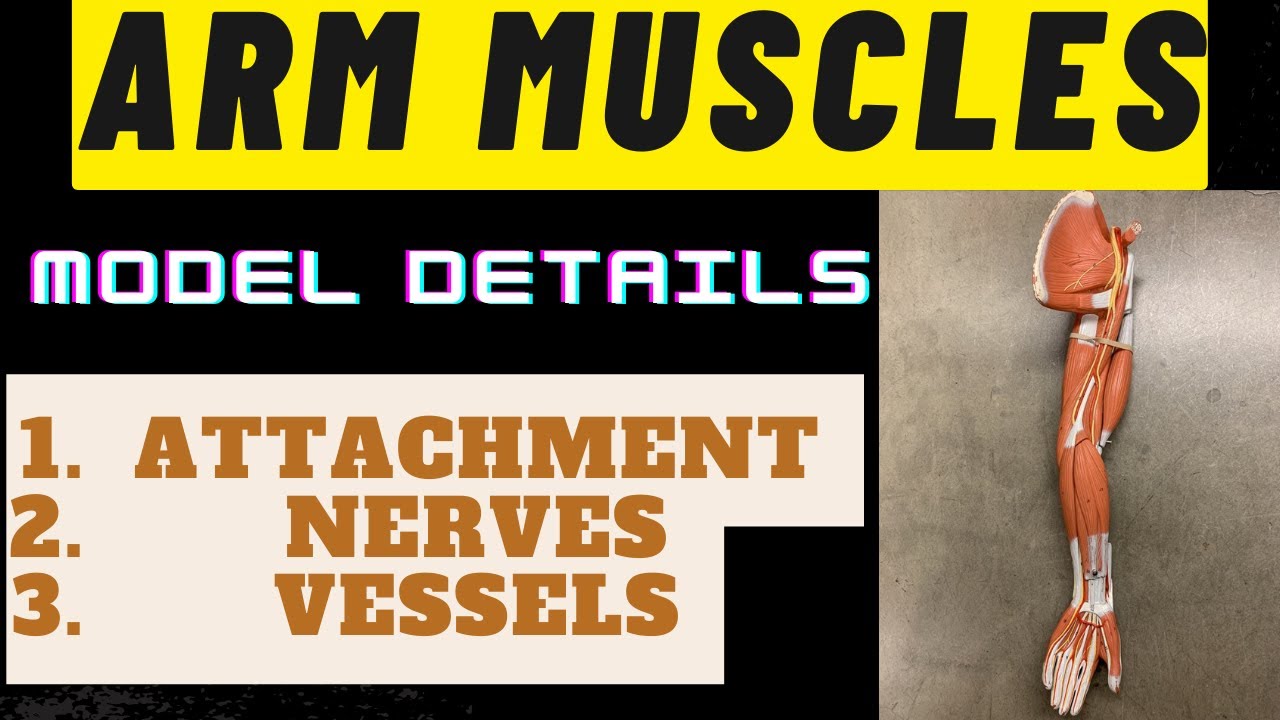 UPPER LIMB MODEL || ARM || MUSCLES || GROSS ANATOMY || FOR OSCE AND ...