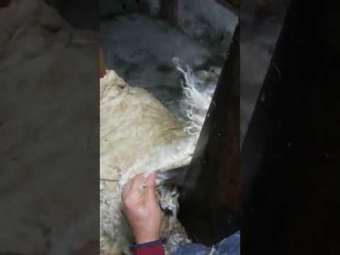 Tiftik Derisi Tabaklama da Sıyırma İşlemi