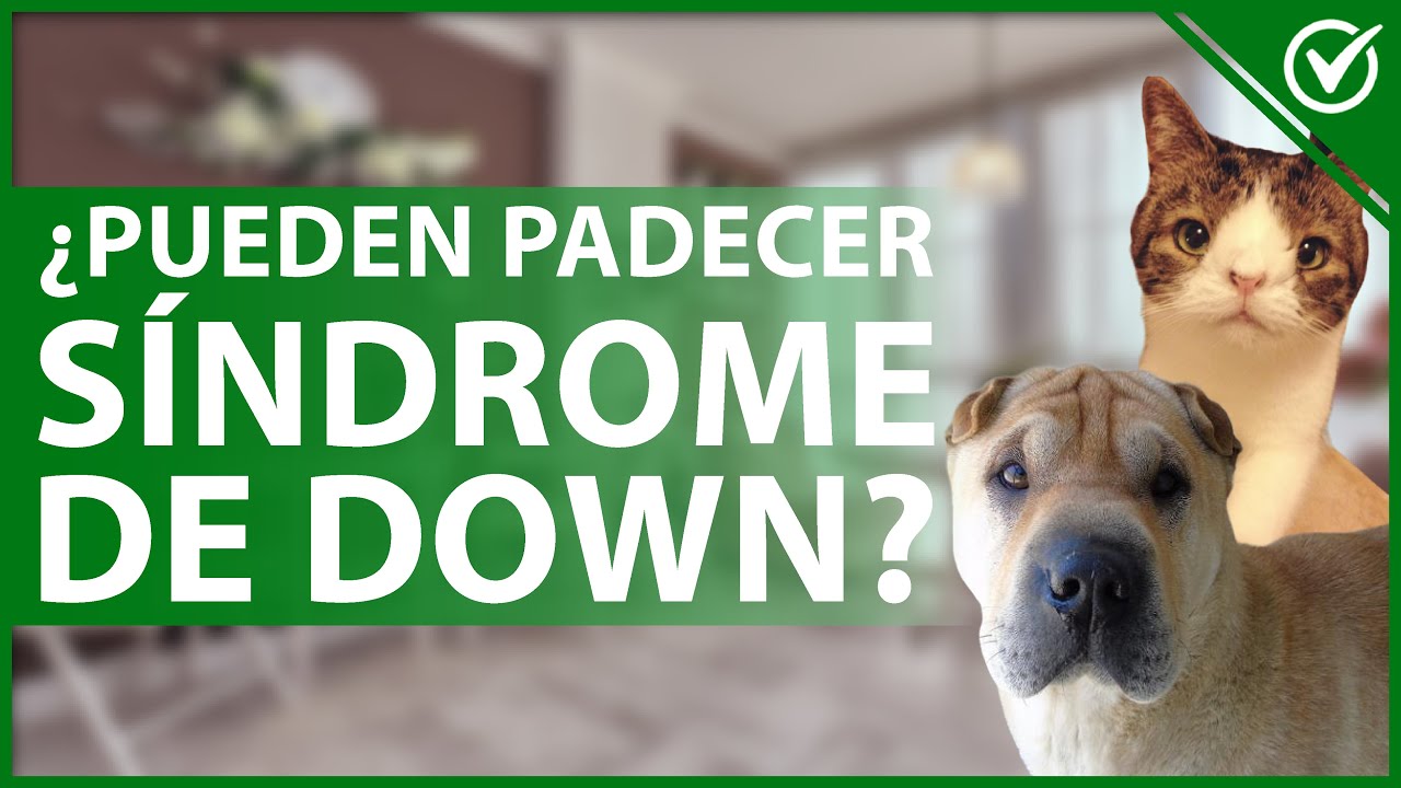 🐅 ¿Es Posible que los Animales Padezcan Síndrome de Down ...