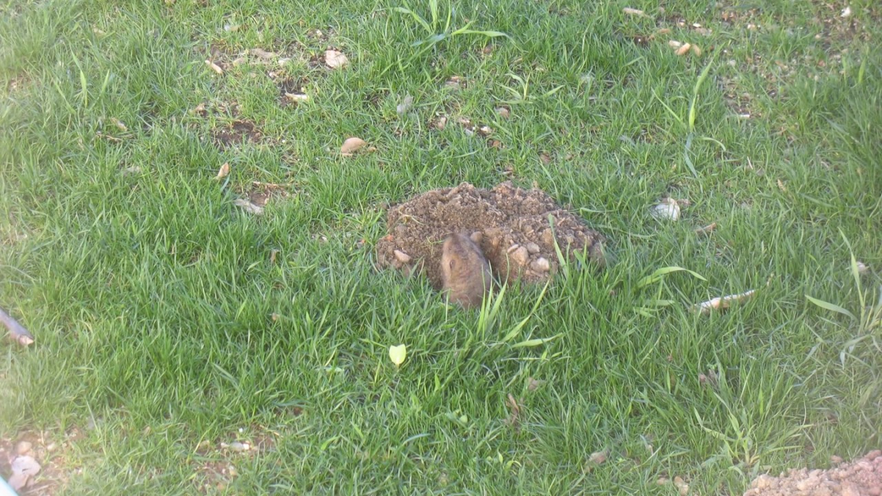 California gopher makes and appearance in the lawn - YouTube