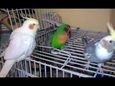 Cockatiel Beat Boxing My Amazing Bird - YouTube