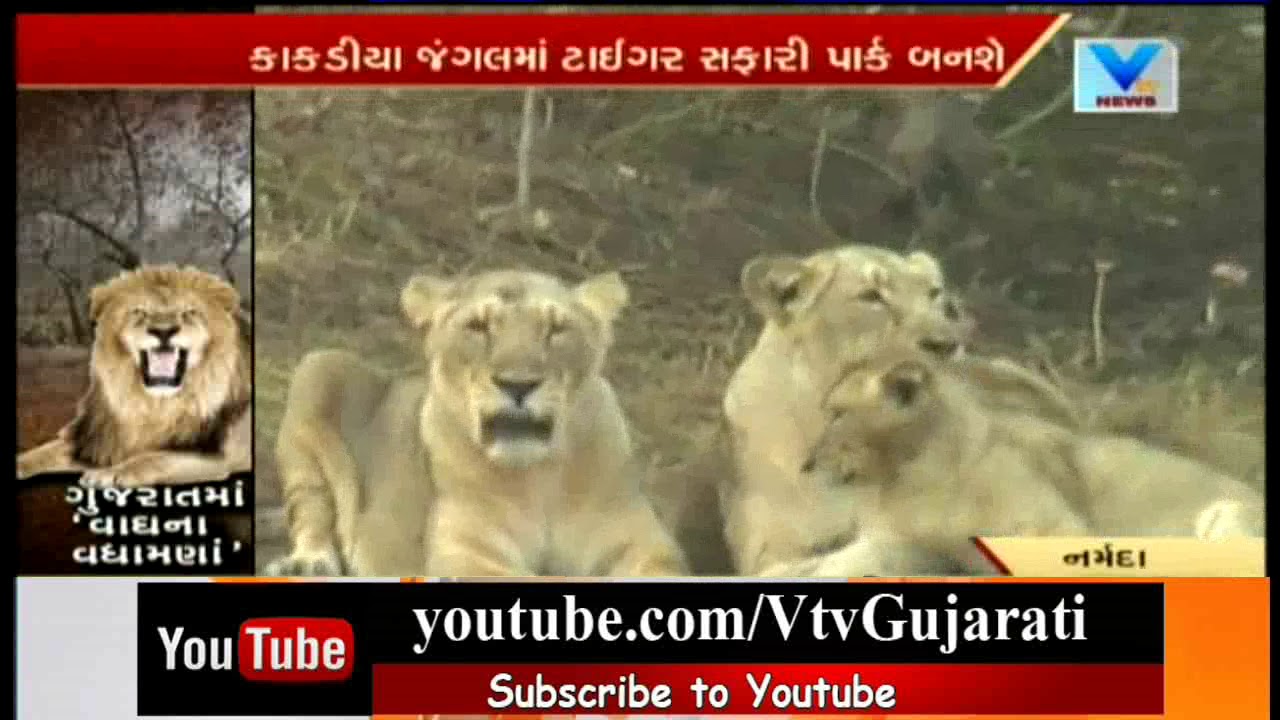 Narmada: Tiger Safari Park to be will built in Kakdia Forest Area at 20 ...