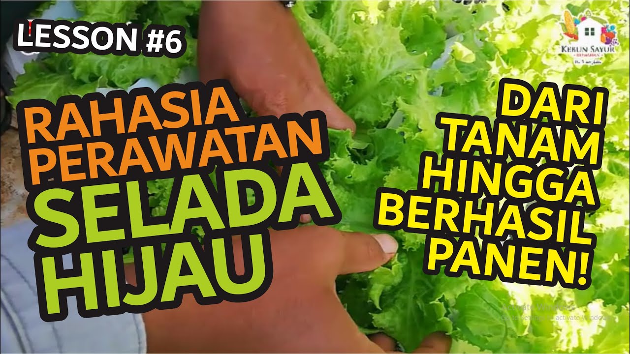 #8 Rahasia Merawat Selada Hijau hingga Berhasil Panen! - YouTube