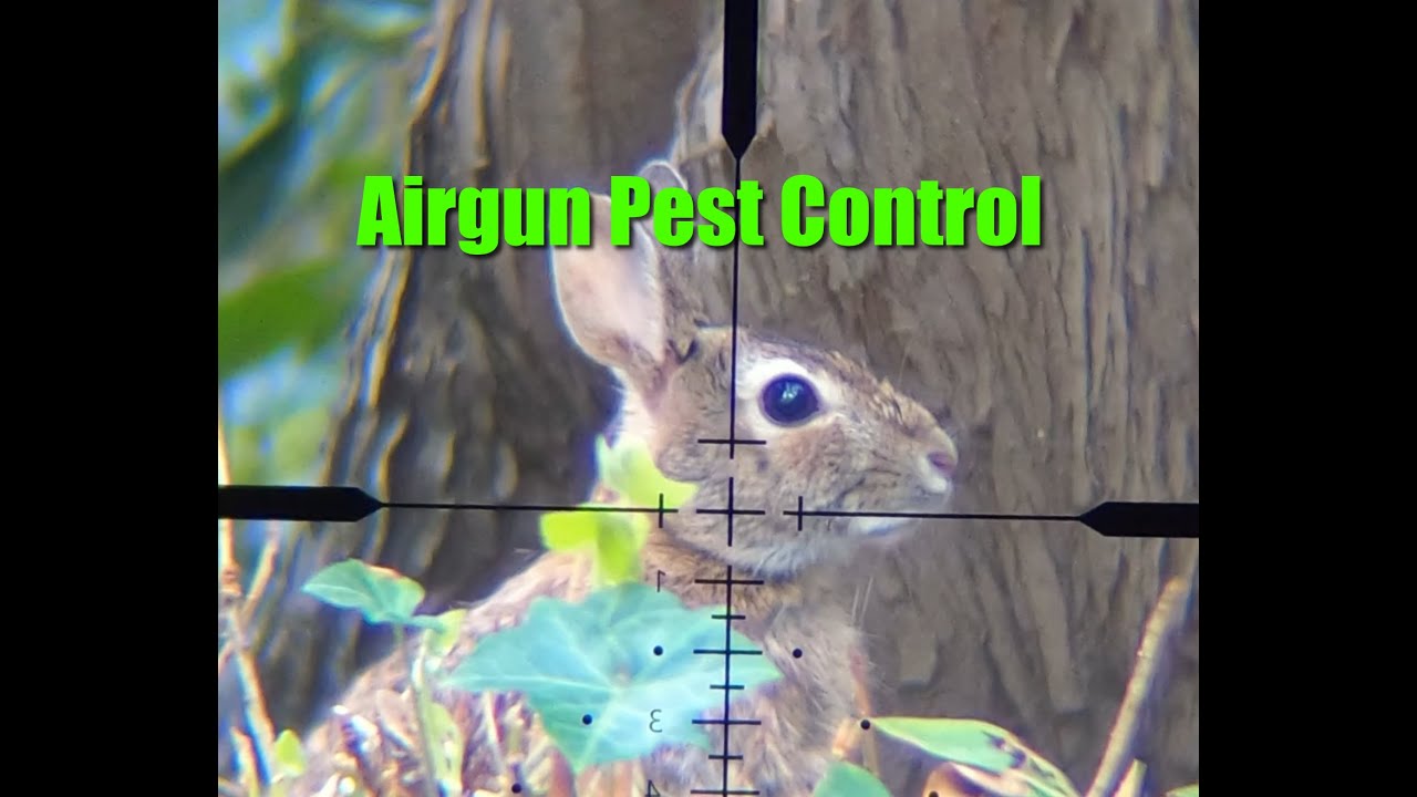 Airgun Pest Control Rabbit Squirrel and Pigeon - YouTube