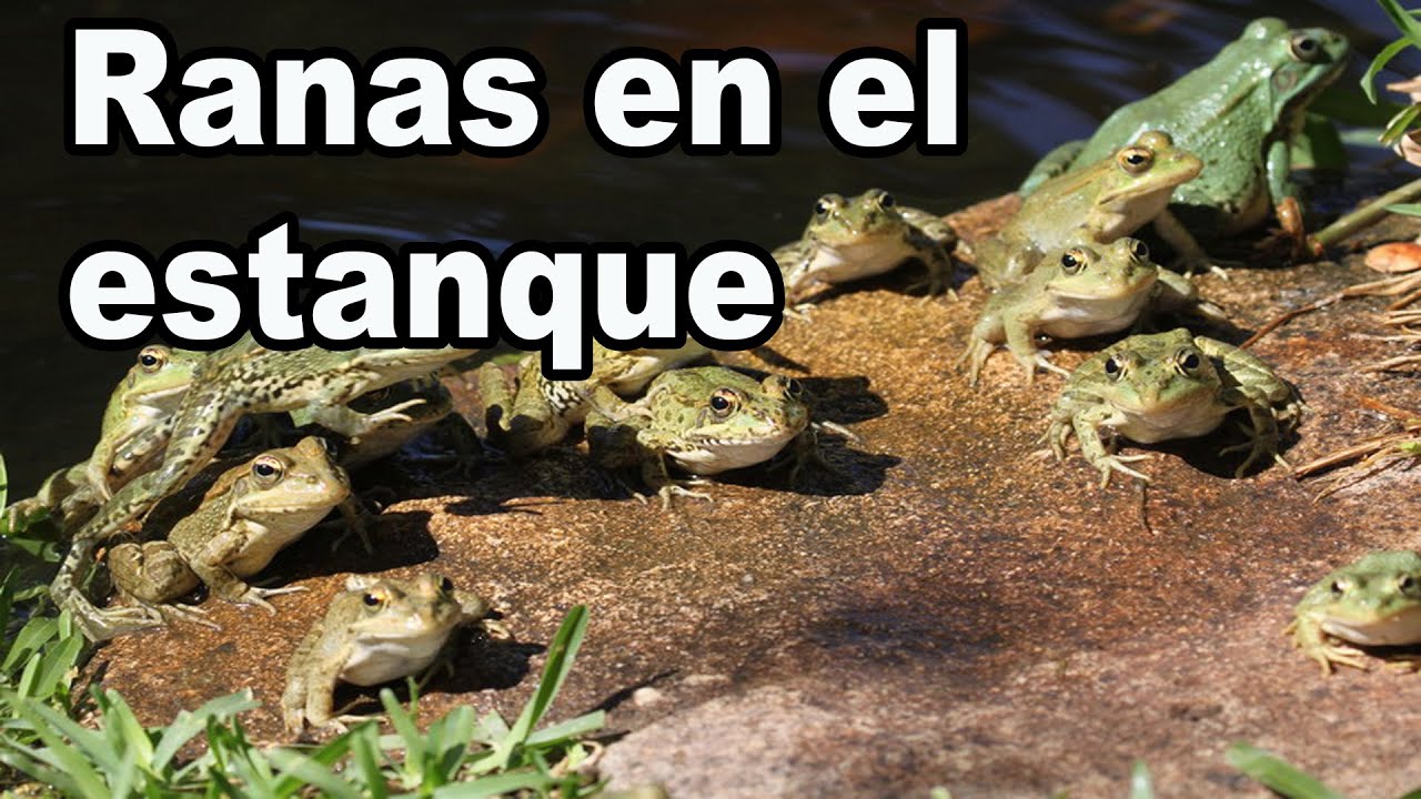 Rana En El Estanque - YouTube