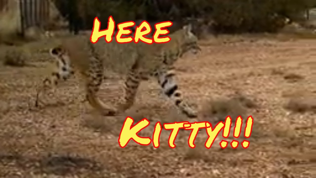 Wild Animals On The High Desert Homestead - YouTube