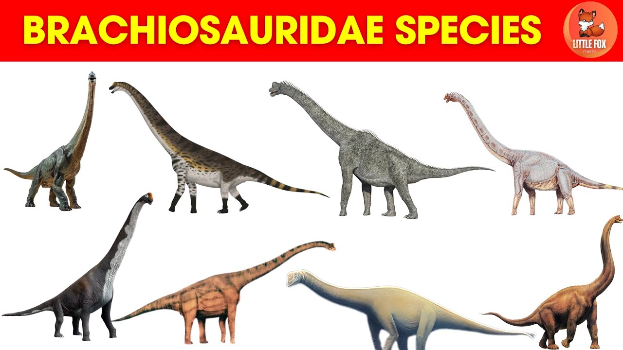 Dinosaurs for kids | Learn Brachiosauridae Species Names in English for ...