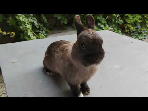 BABA CÜCE Renk: siamese sable