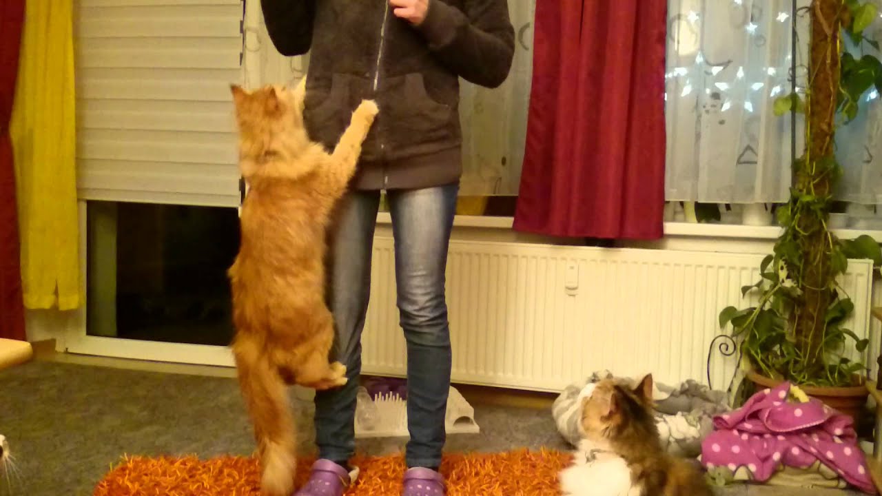 Simba möchte sticks haben 😀 - YouTube