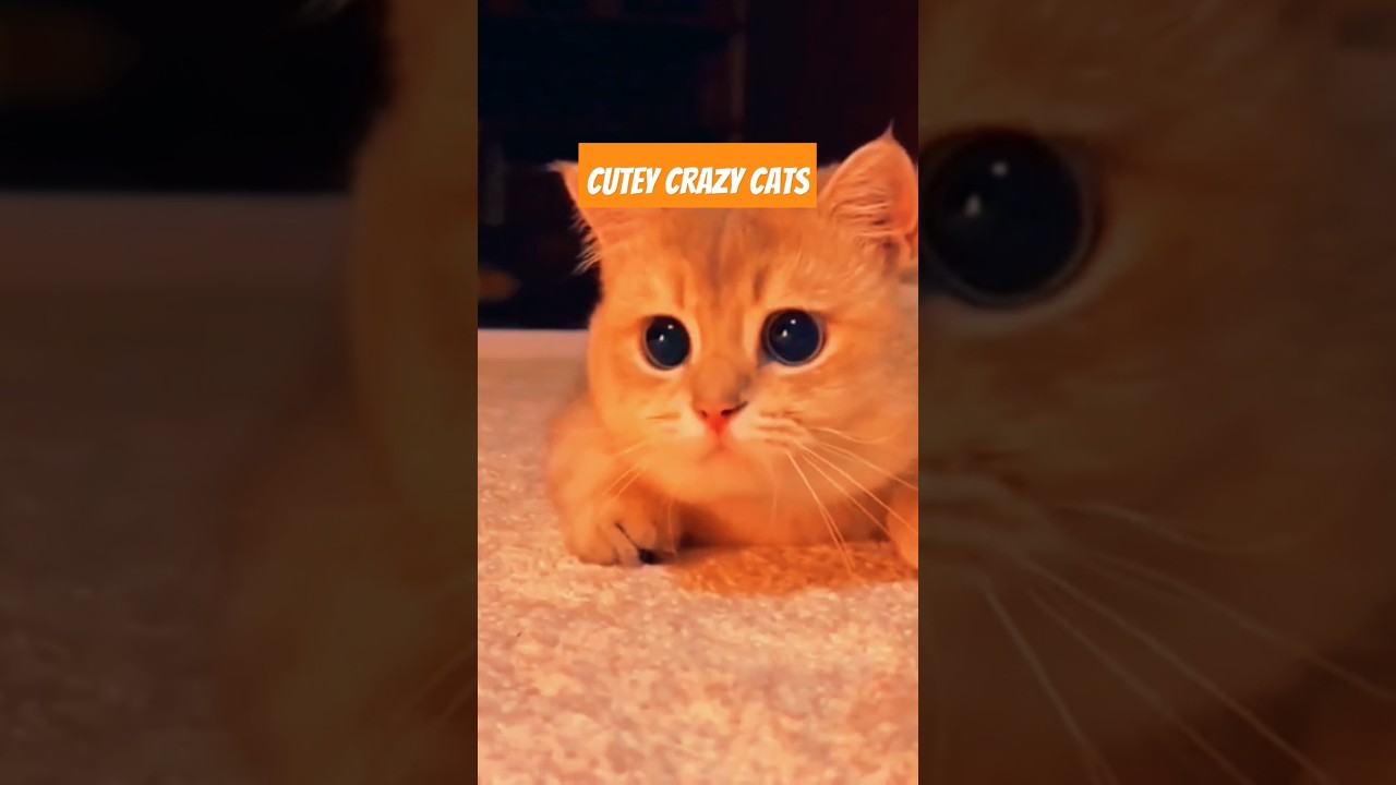 CRAZY CATS #cats #meow #animals #catlover #crazycat #kitten - YouTube
