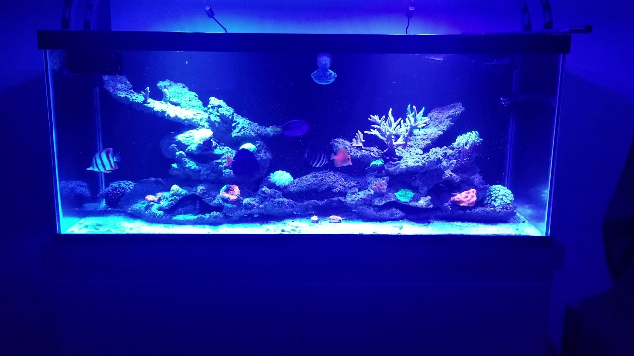 Reef tank 75 gallon - YouTube