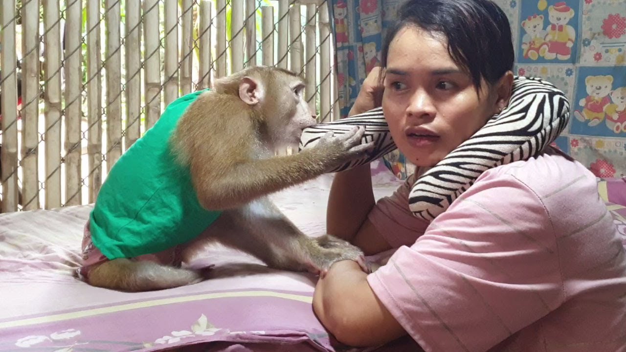 What loveable monkey Koko play and reacts to mom Daily life Koko and ...