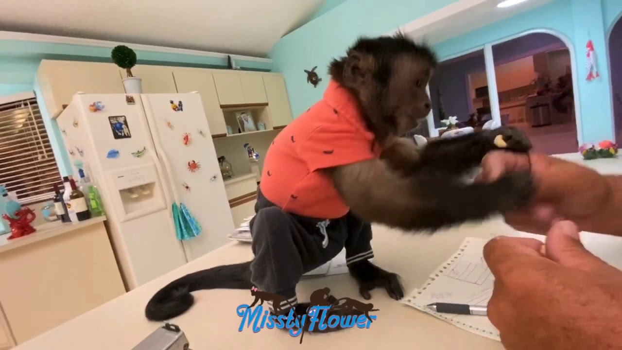 Monkey 🐒 Toby training to use the measuring tape with papa 👴 💙💙 - YouTube