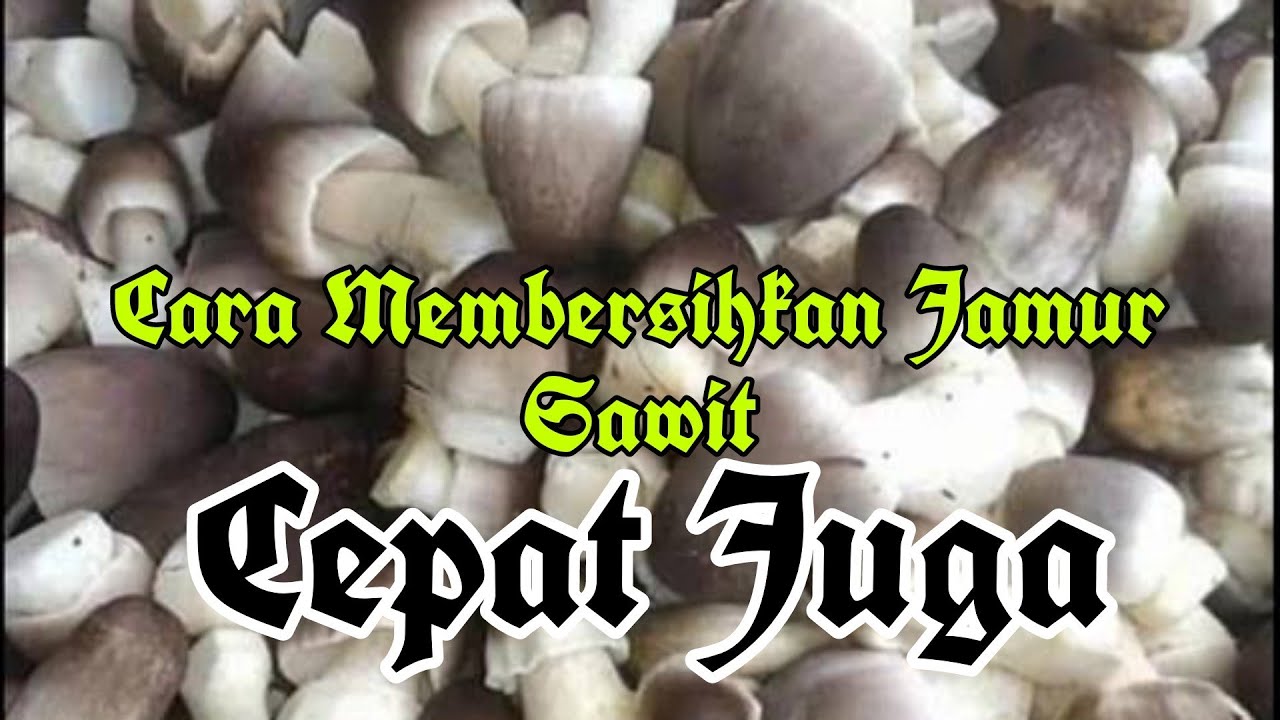 Cara membersihkan jamur Sawit tangkos sawit - YouTube